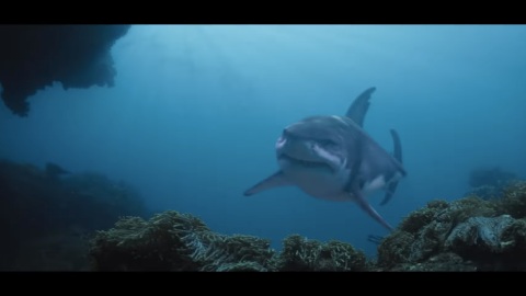 Blu profondo 3 - Deep Blue Sea 3: il trailer del terzo capitolo della ...