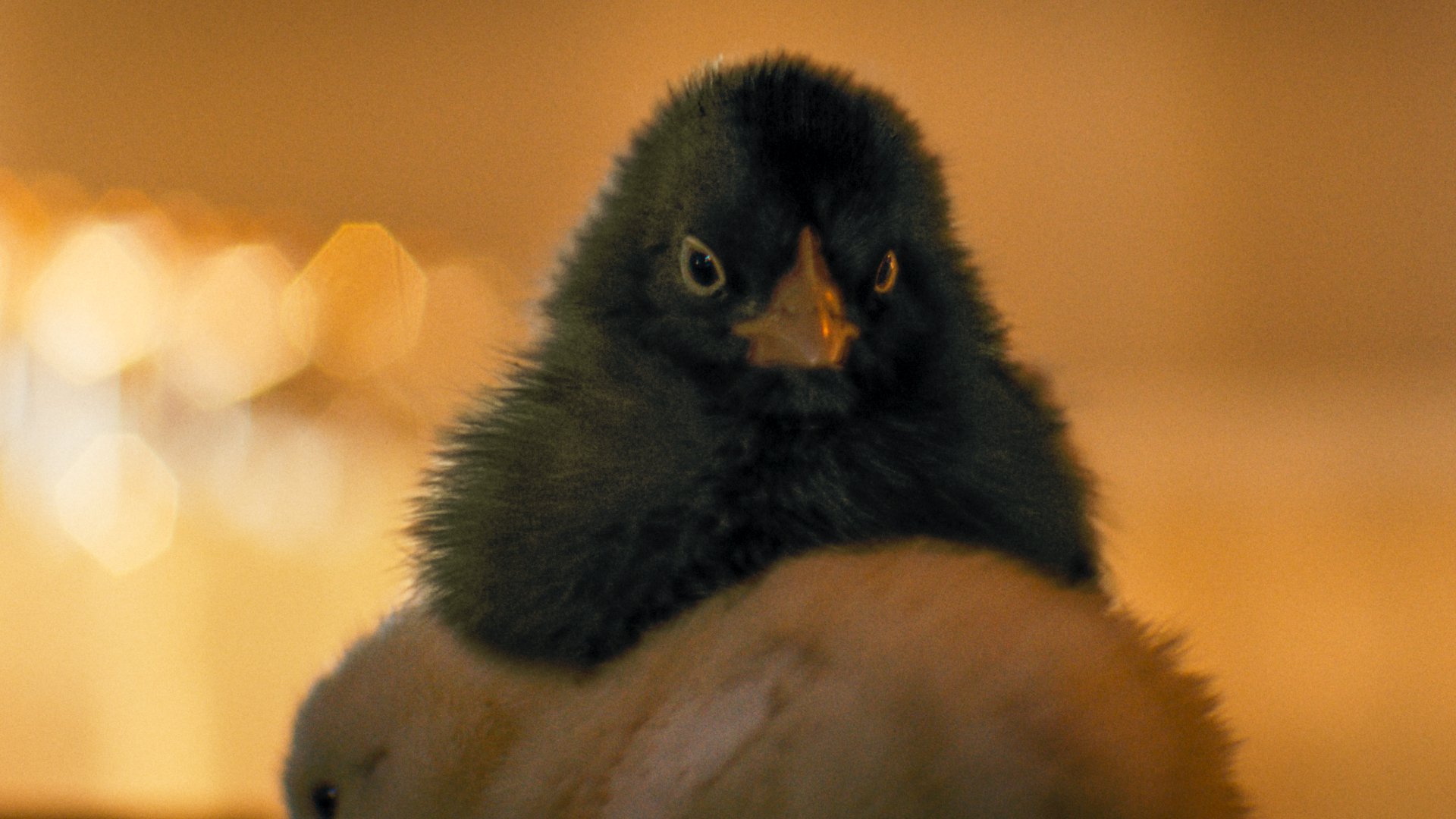 HEN - Storia di una gallina: al cinema il film che racconta il nostro ...