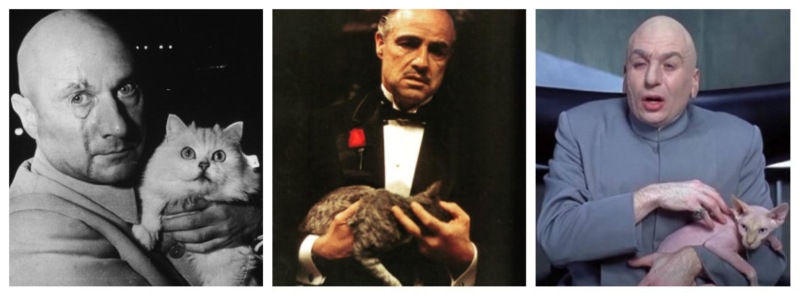 Film con gatti protagonisti: 5 titoli imperdibili e molte curiosità che ...