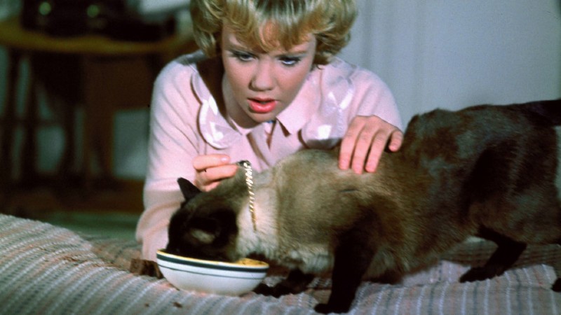 Film con gatti protagonisti: 5 titoli imperdibili e molte curiosità che ...