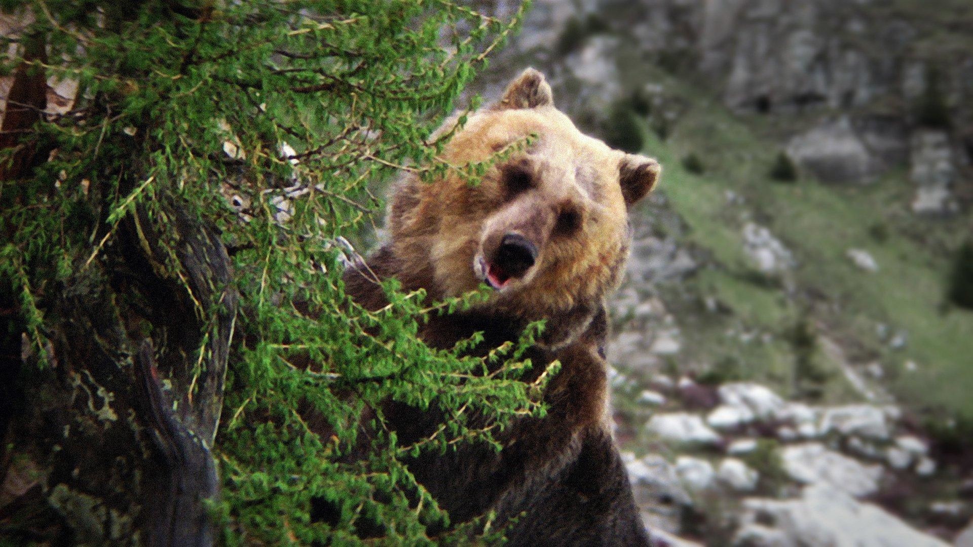 L'ORSO - Film (1988)