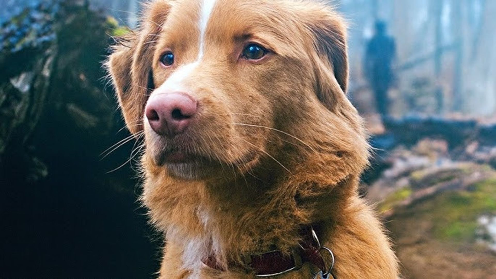 Good Boy - Film (2025)