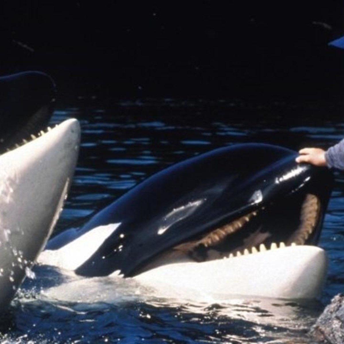 Free Willy 2 - Film (1995)