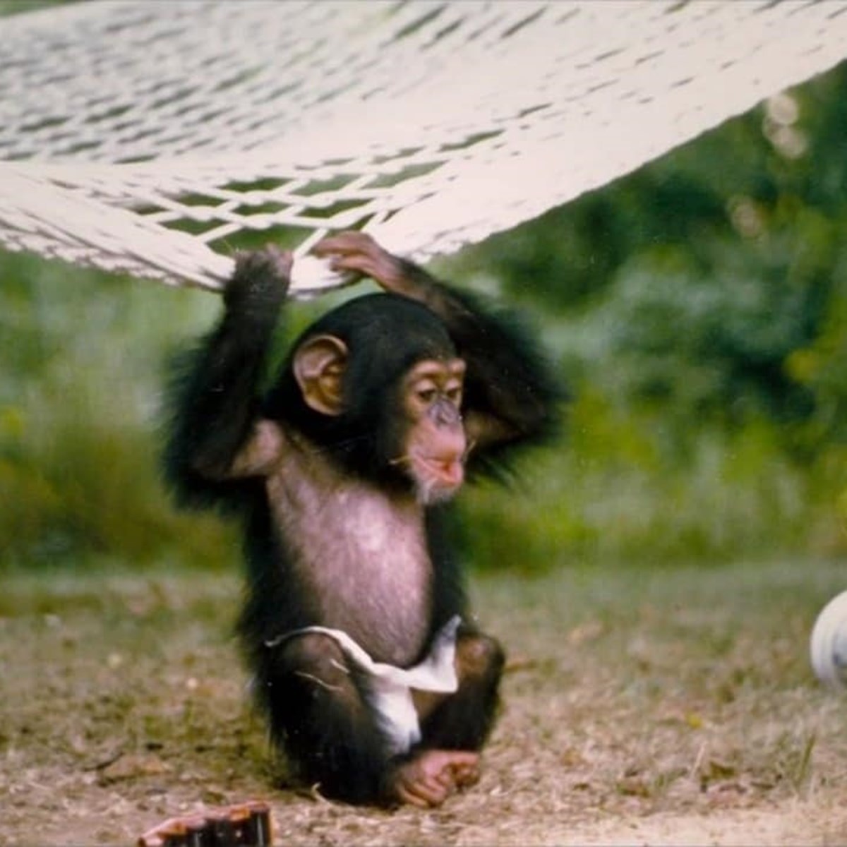 Project Nim - Film (2011)