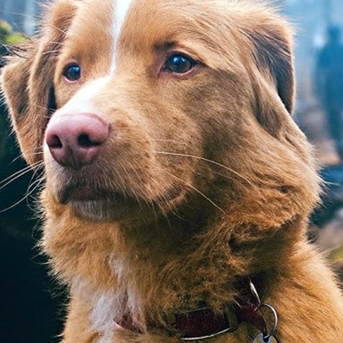 Good Boy - Film (2025)